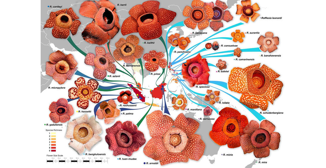 Rafflesia Species | Community for the Conservation & Research of Rafflesia